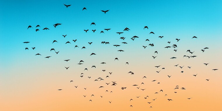 Join the Bird Addiction Photo Contest and win Carbon Fiber Tripod ...